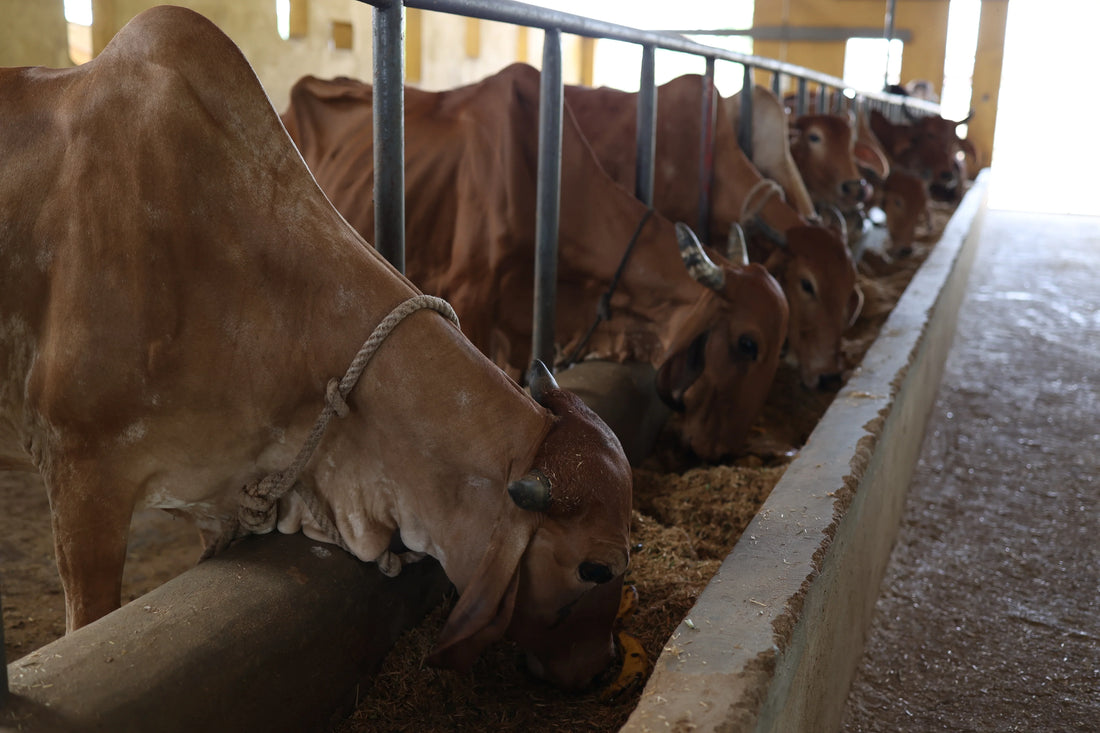 At Rawatpura Sarkar, the significance of Gau Mata (the holy cow) is na ...